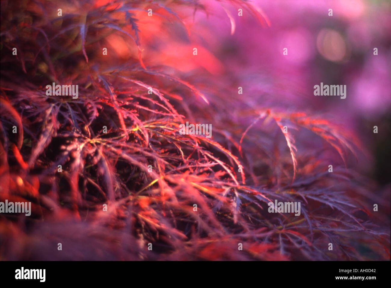 Pink japanese maple hi-res stock photography and images - Alamy