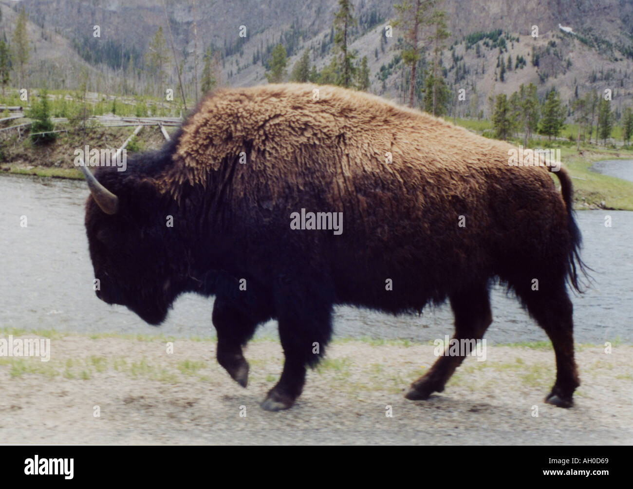 Bison profile hi-res stock photography and images - Alamy