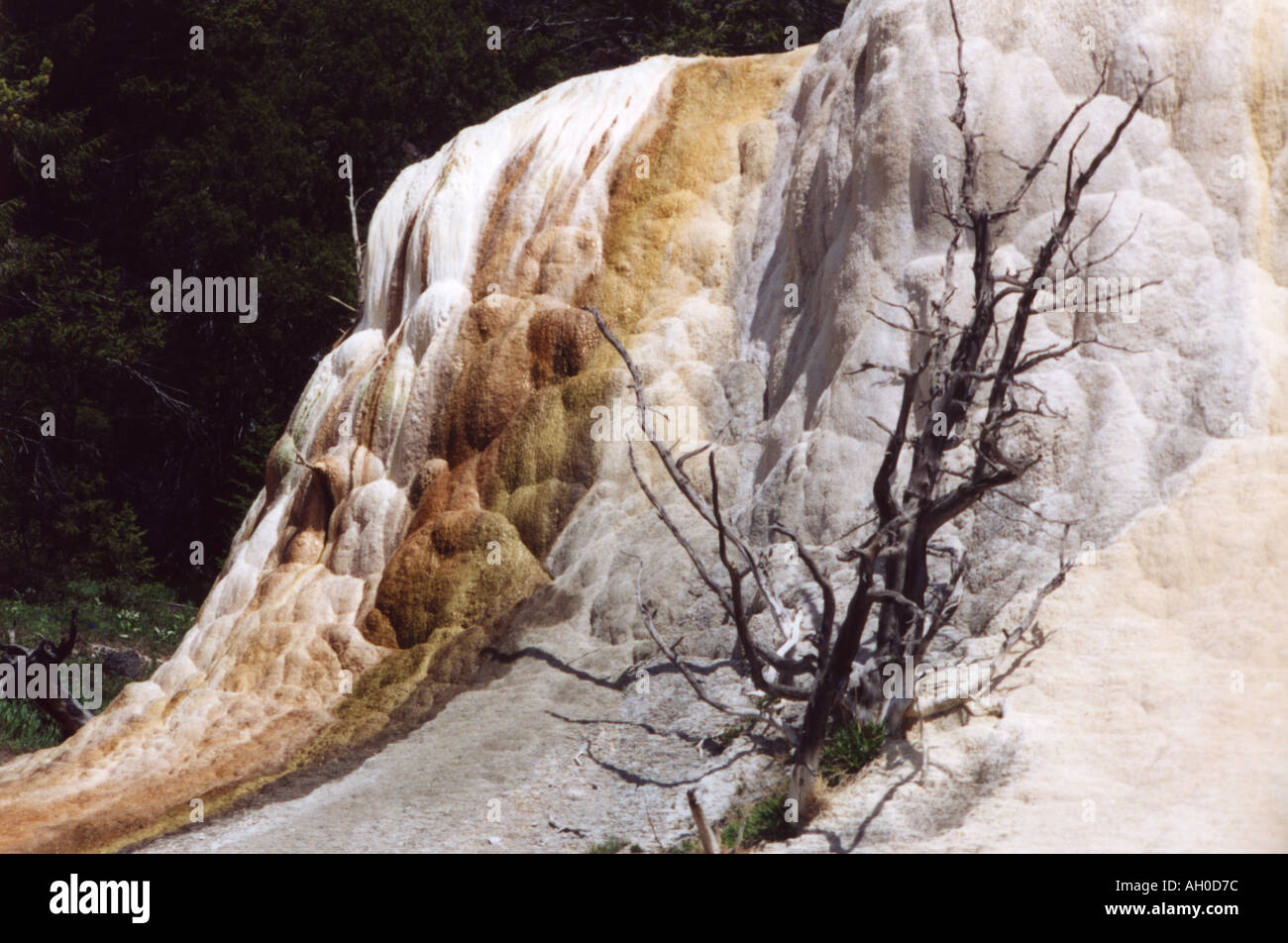 Colored mineral formations at Mammoth Hot Springs, Yellowstone National ...