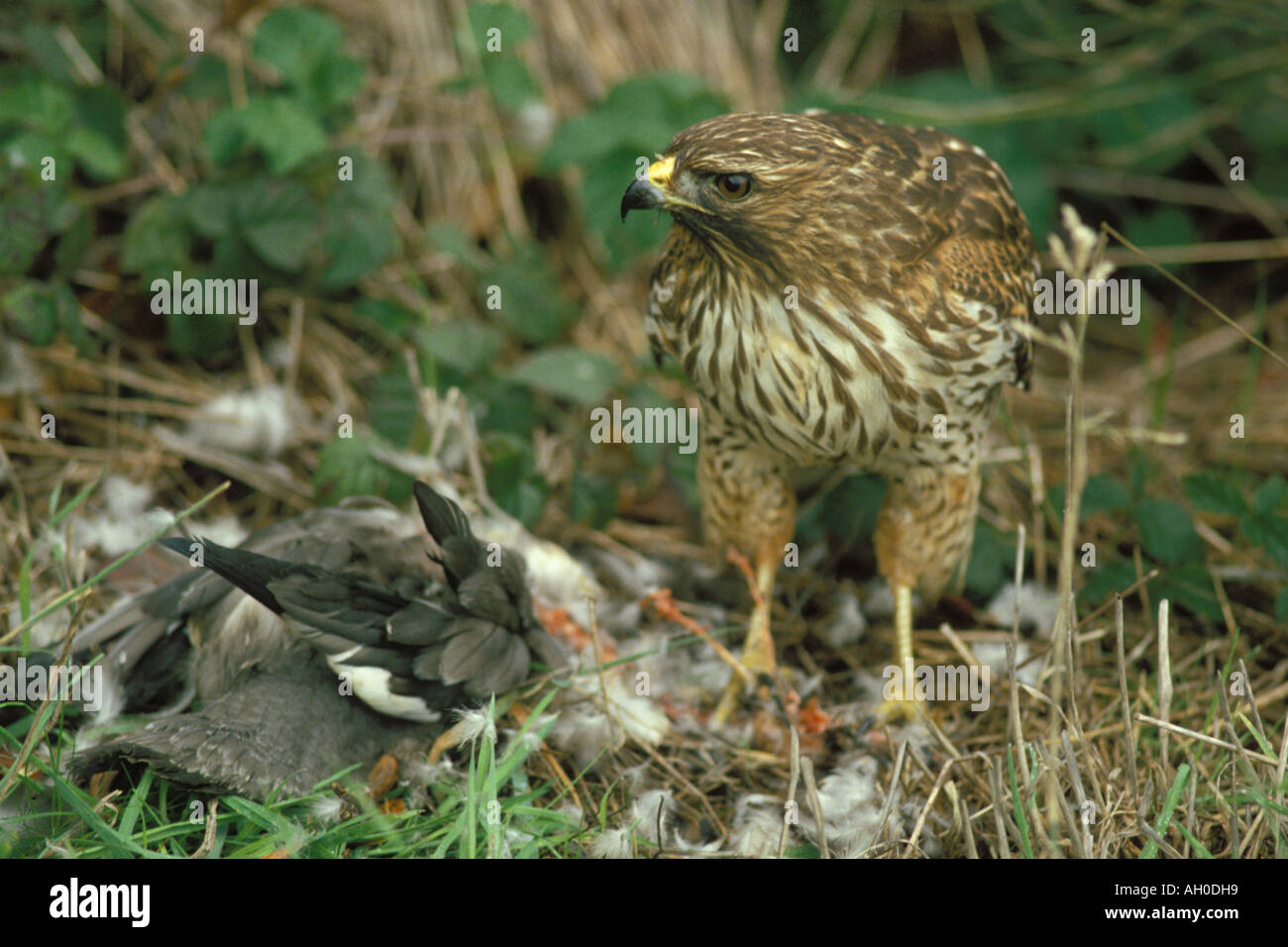 Prairie falcon feeding hi-res stock photography and images - Alamy