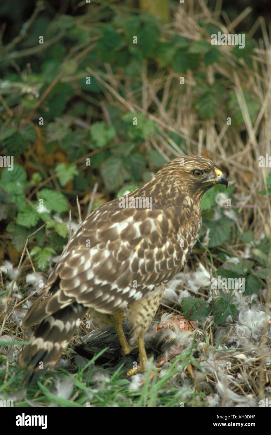 prairie falcon Falco mexicanus eating waterfowl along the coast of ...