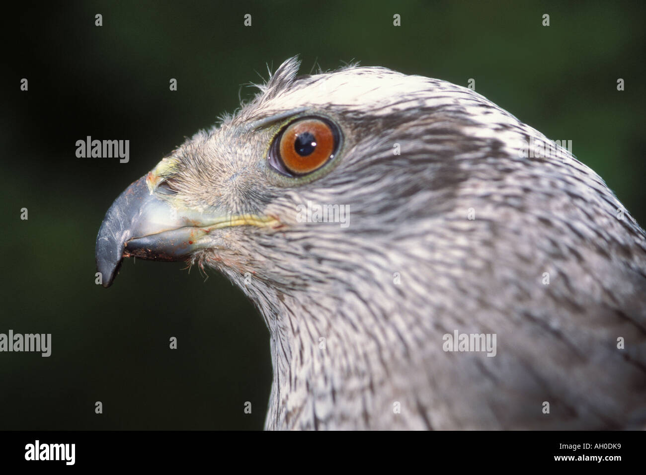 Northern goshawk america hi-res stock photography and images - Alamy