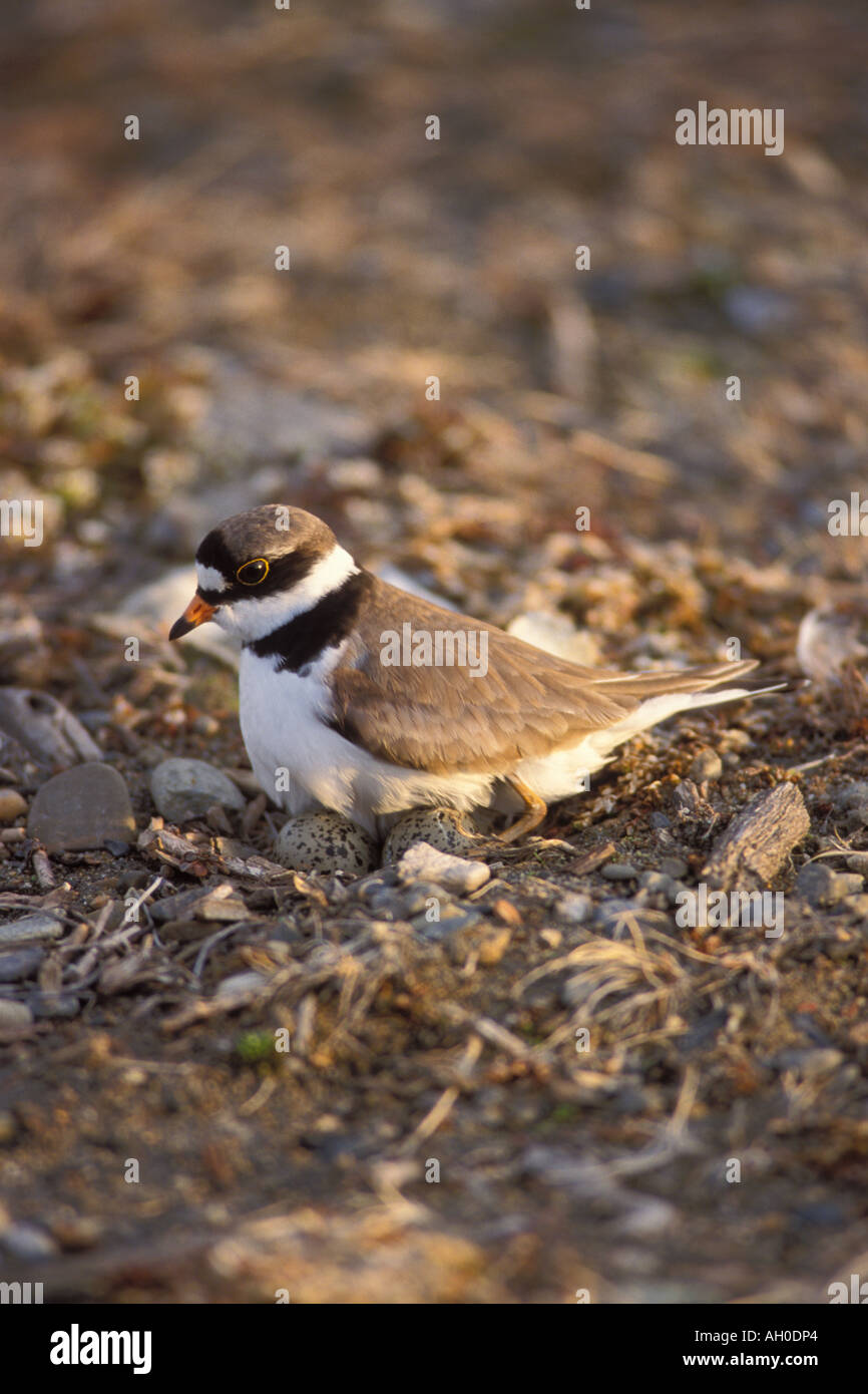 semipalmated plover Charadrius wilsonia female on her nest with eggs ...