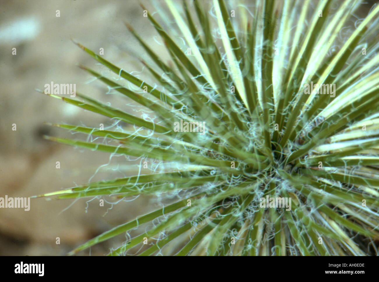 Yucca plant fibers hi-res stock photography and images - Alamy