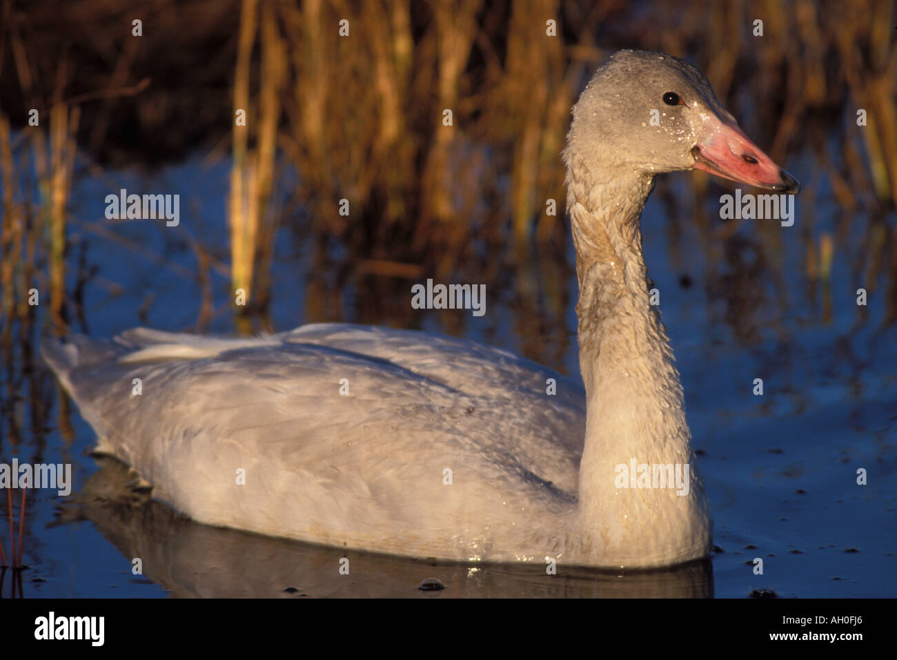Swan Coastal Plain High Resolution Stock Photography and Images - Alamy