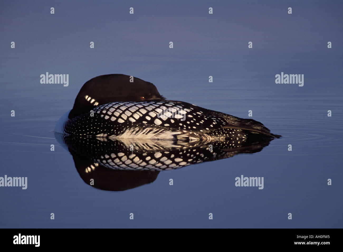 yellow billed loon Gavia adamsii resting in the 1002 area of the Arctic ...
