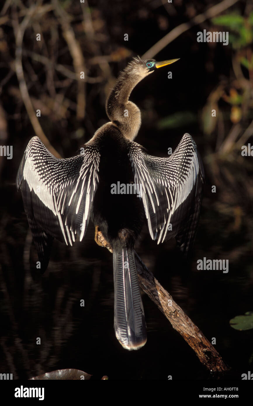 anhinga Anhinga anhinga dries its wings on a perch in Everglades ...