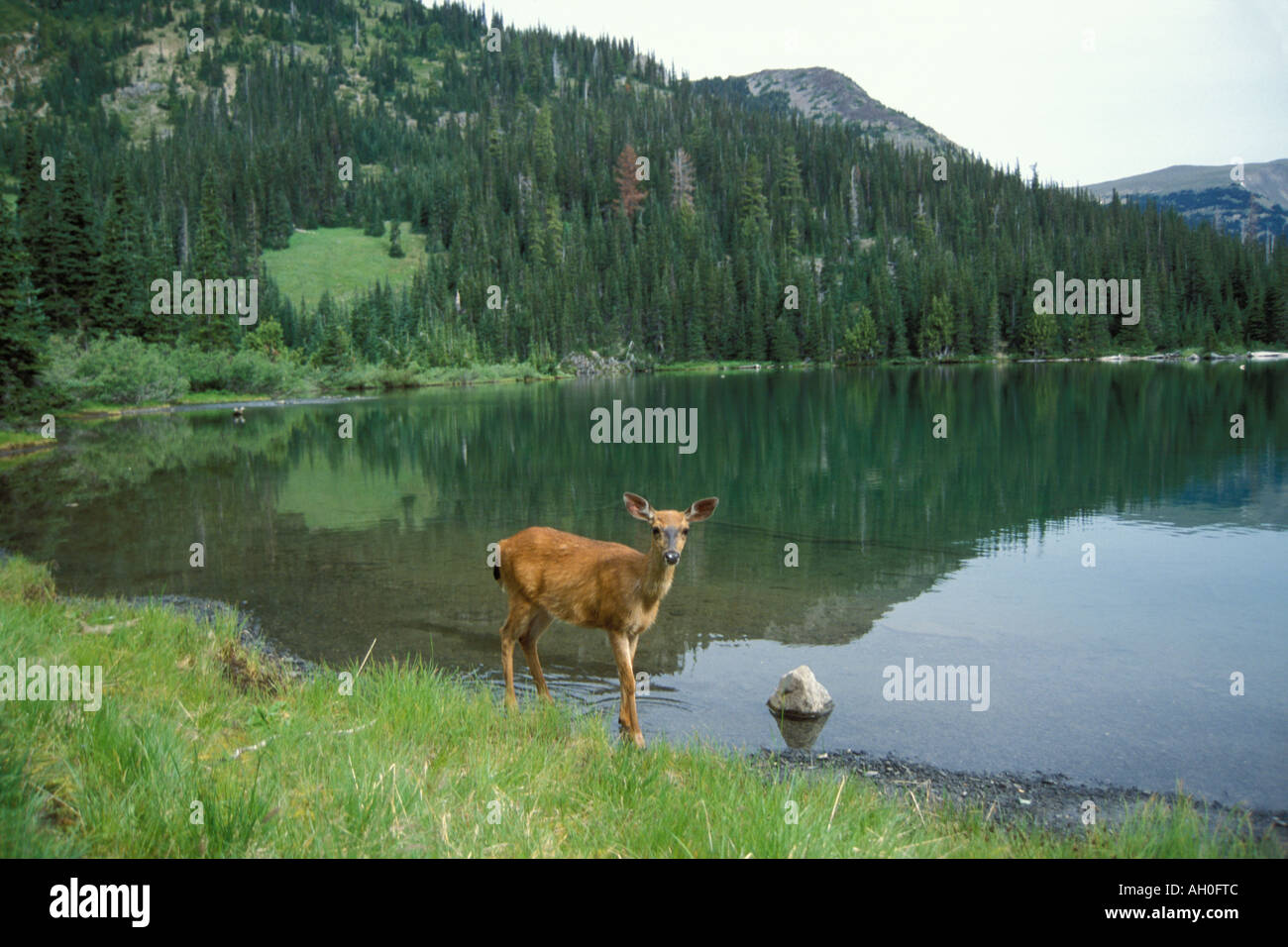 black tailed deer Odocoileus hemionus doe on an subalpine lake in ...