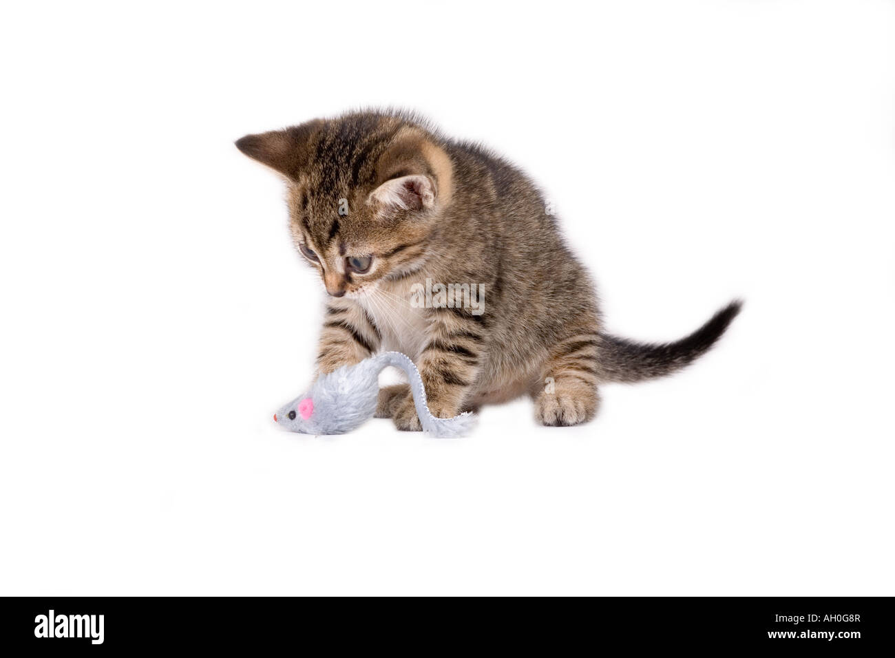 striped kitten and his mouse toys Stock Photo - Alamy