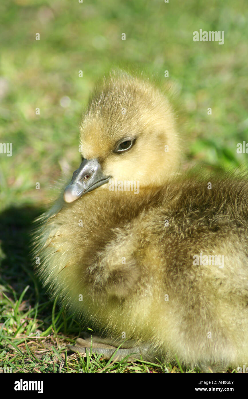 Cute duckling kind of smiling cute as can be Stock Photo - Alamy