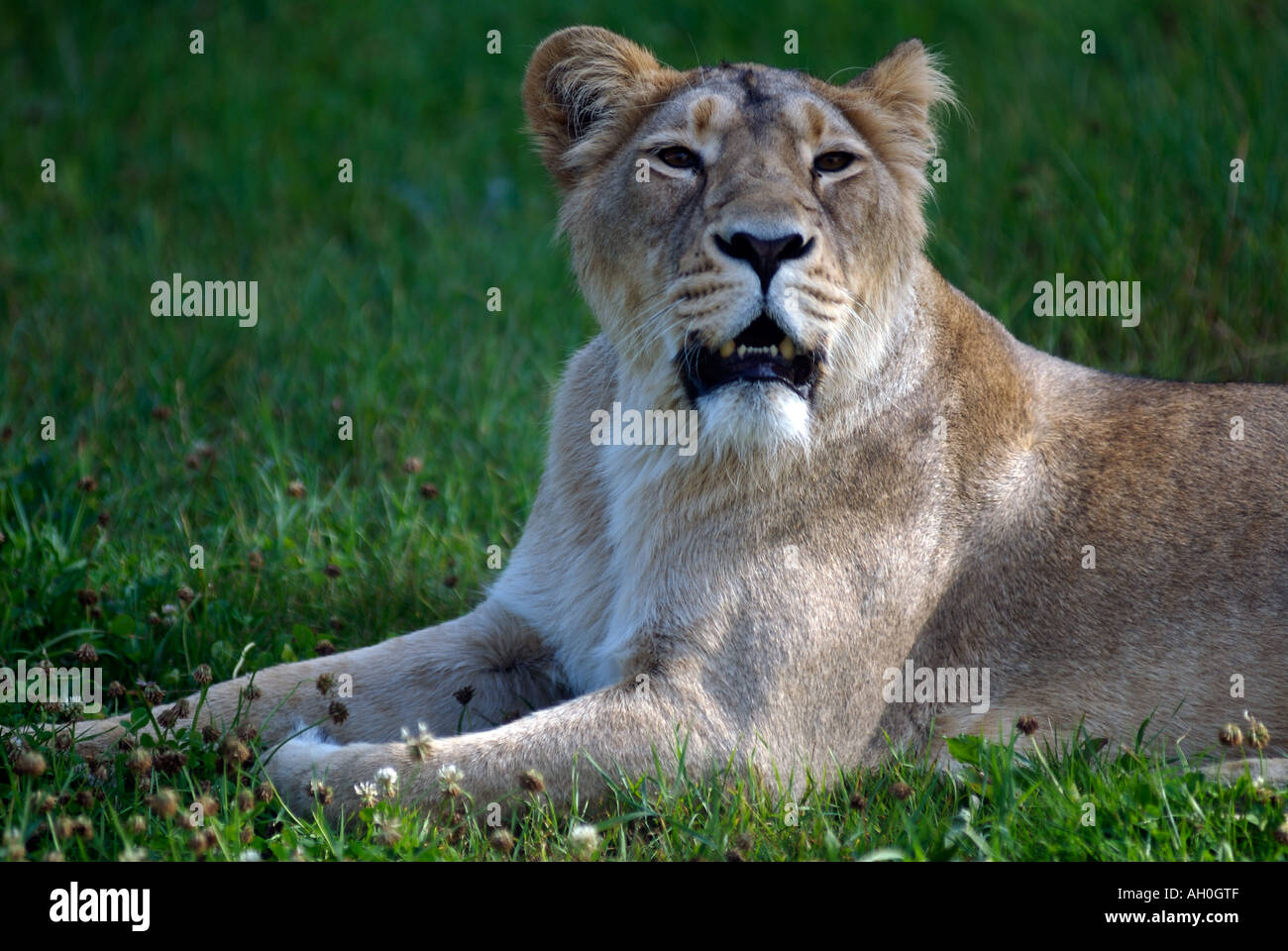 Asian lion hi-res stock photography and images - Alamy
