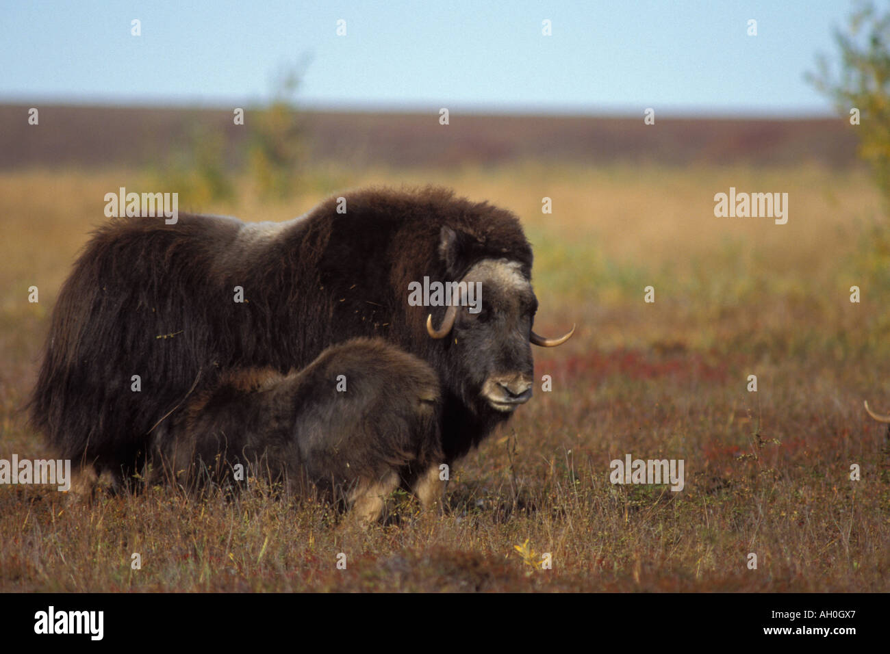 muskox Ovibos moschatus cow and nursing newborn calf on the central ...