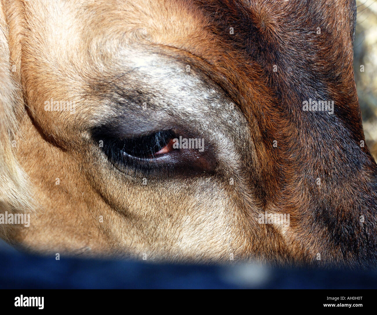Bull eyes hi-res stock photography and images - Alamy