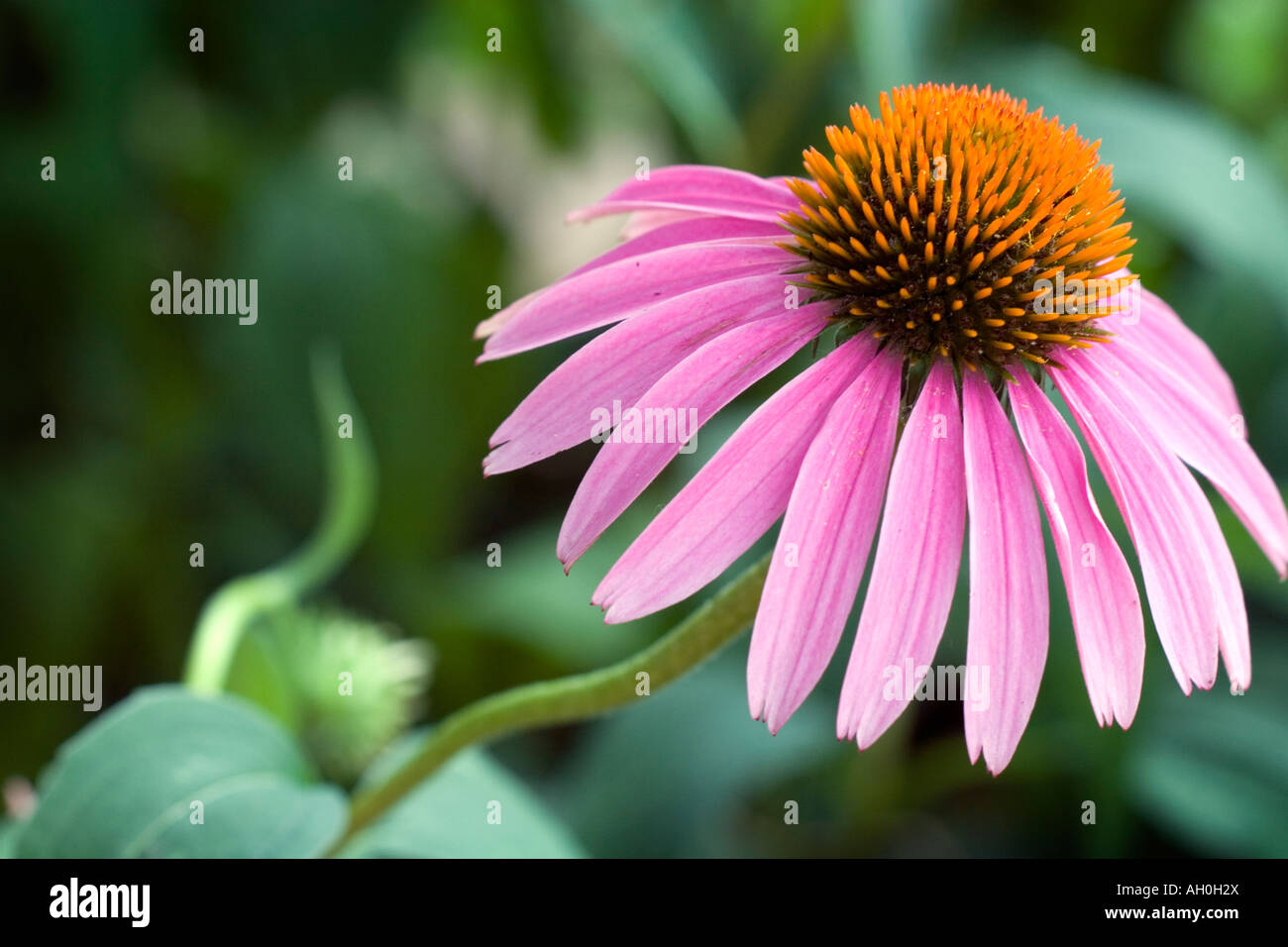 Coneflower stem hi-res stock photography and images - Alamy