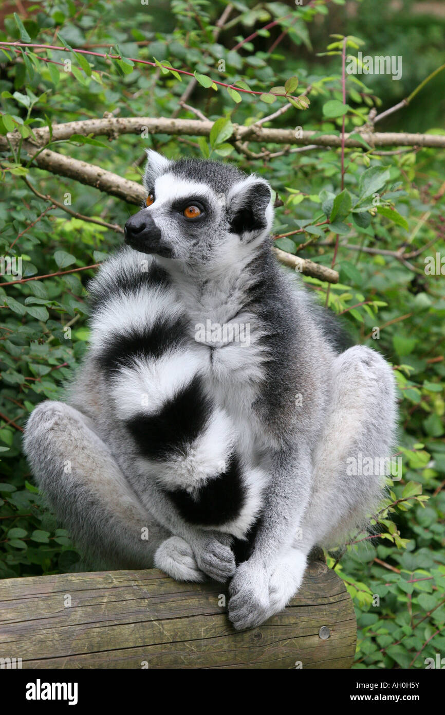 Ring-tailed Lemur (Lemur Catta Stock Photo - Alamy