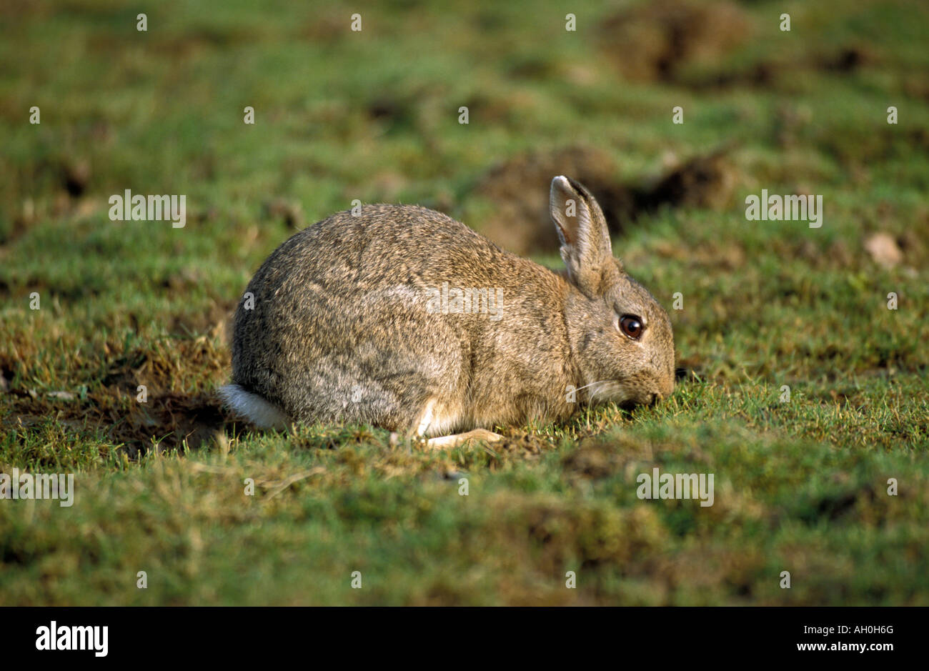 Rabbit Orictolagus cuniculus feeding on short grass Stock Photo - Alamy