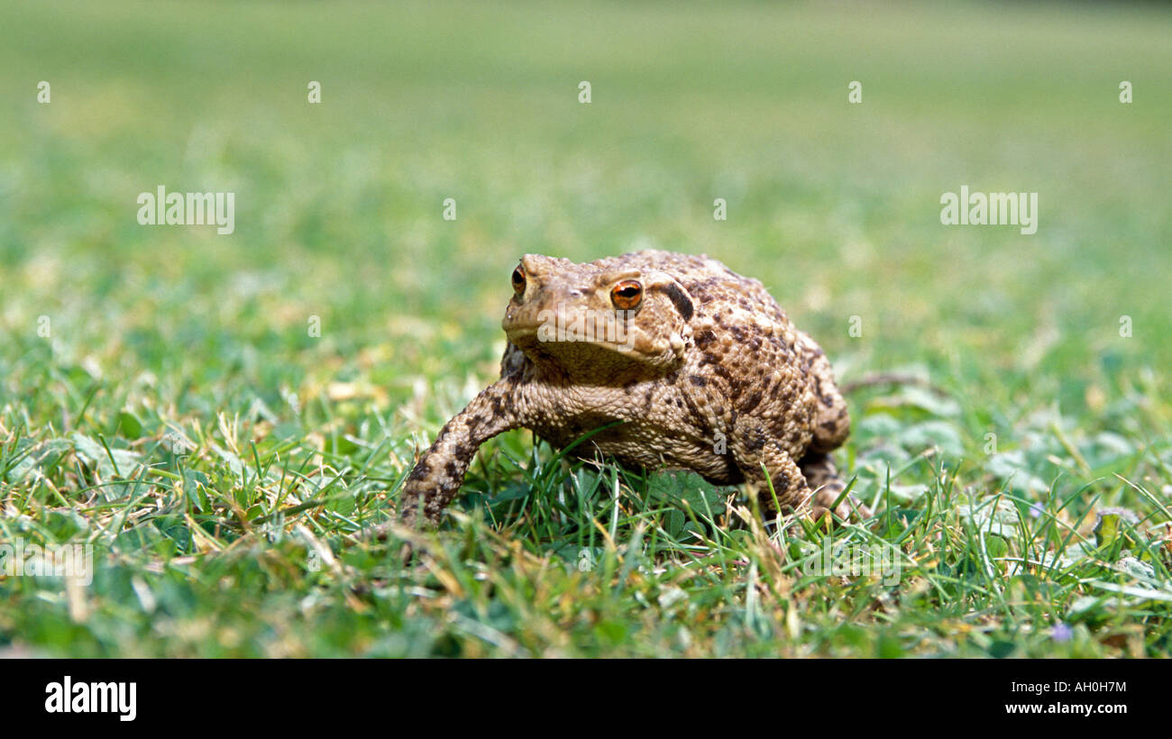 Walking toad hi-res stock photography and images - Alamy