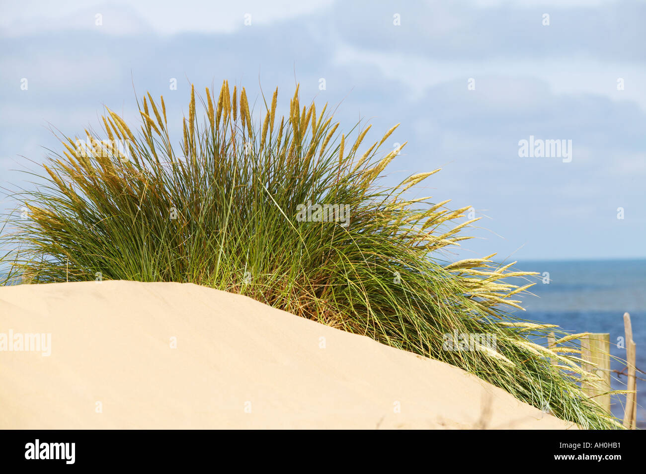 Marram Grass on mobile dune system Stock Photo - Alamy
