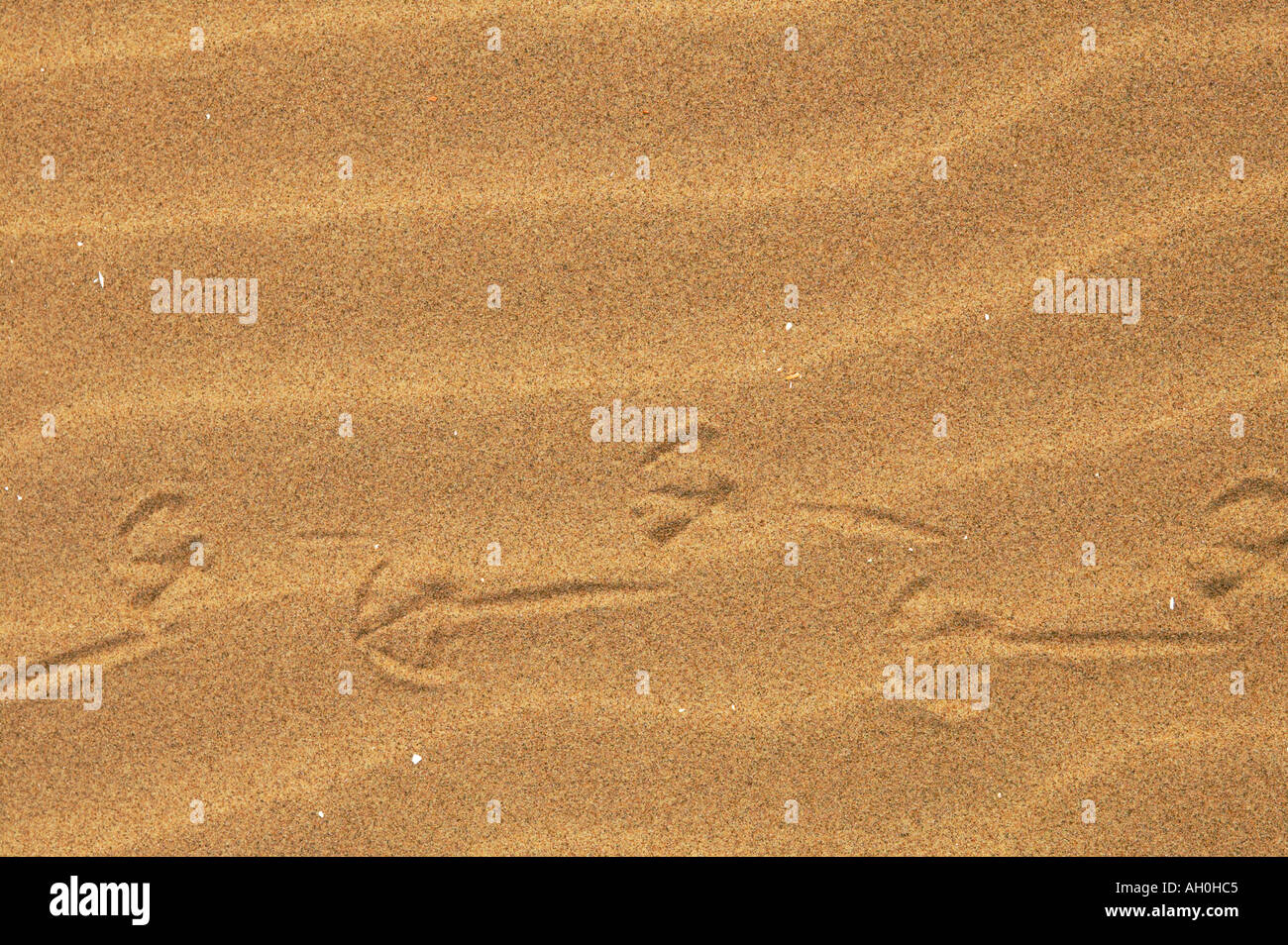 footprints of gull on sandy beach Stock Photo - Alamy