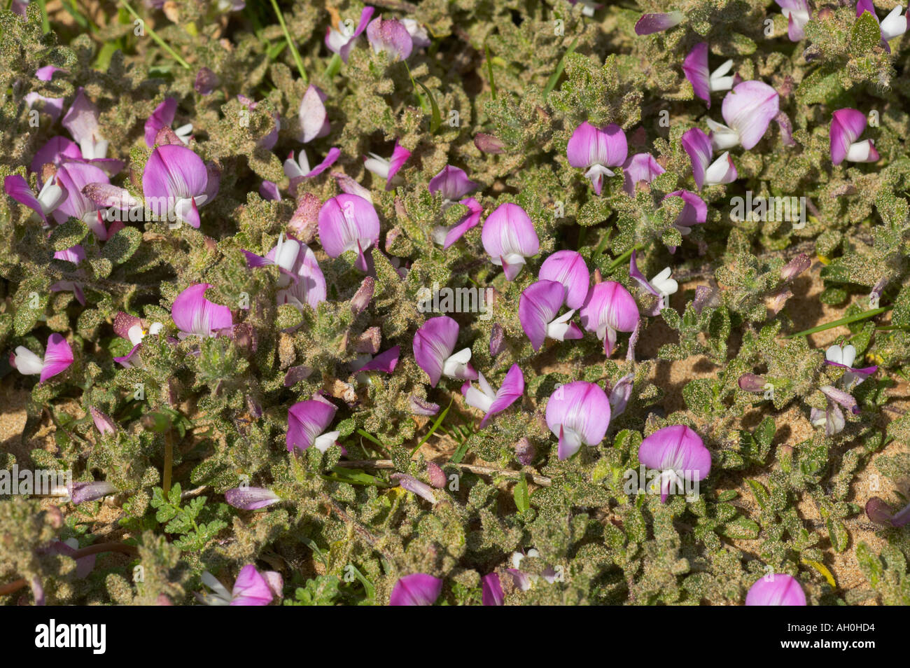 Common Restharrow growing in a sand dune Stock Photo - Alamy