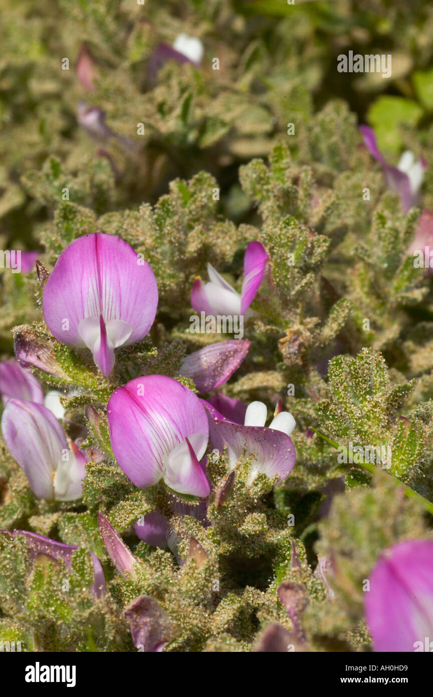 Common Restharrow growing in a sand dune Stock Photo - Alamy