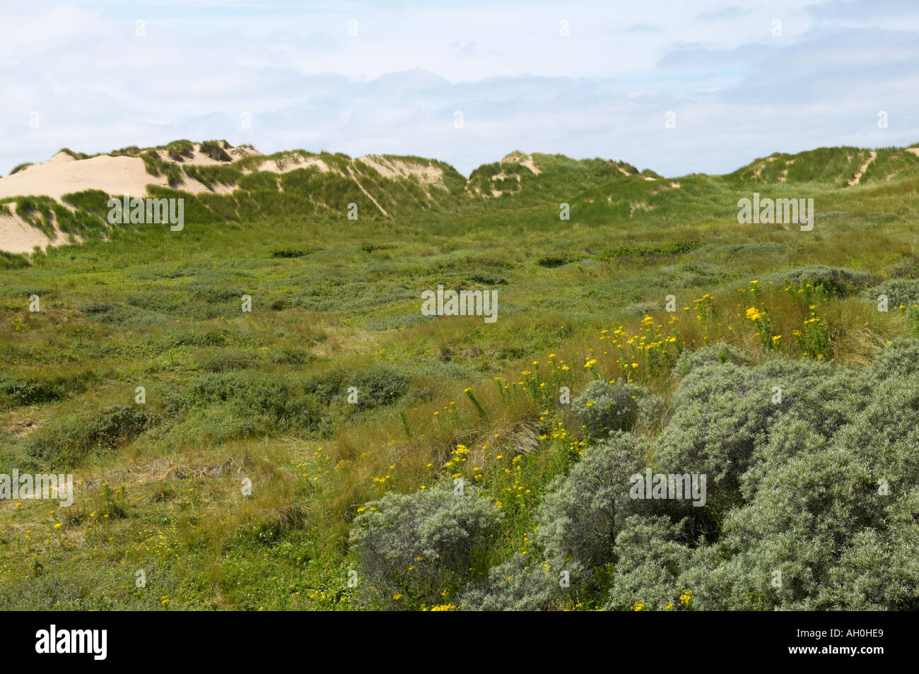 fixed dunes with mobile dune system behind Formby Merseyside Stock ...
