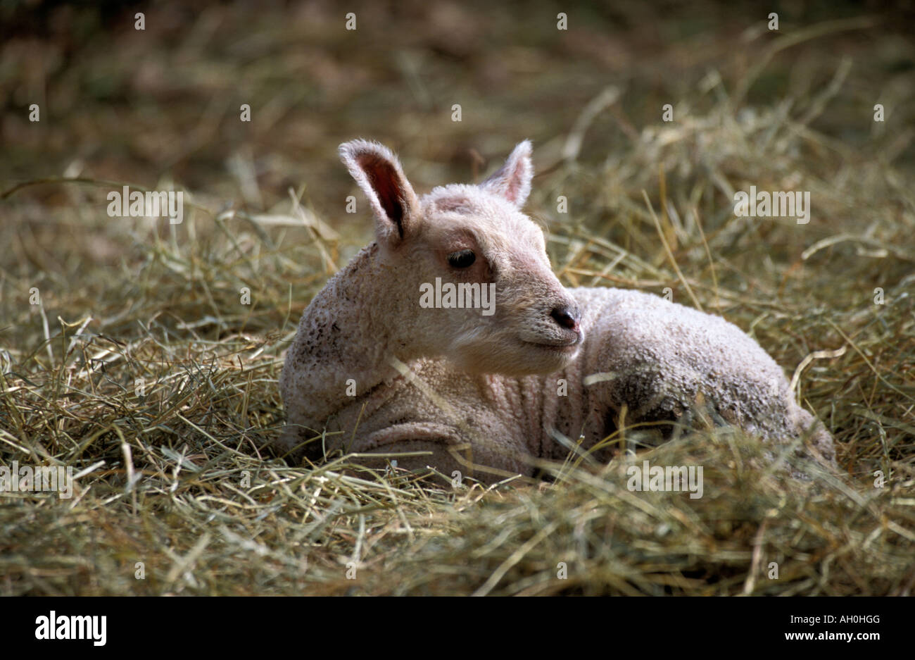 Newborn lamb on bed of straw Stock Photo - Alamy