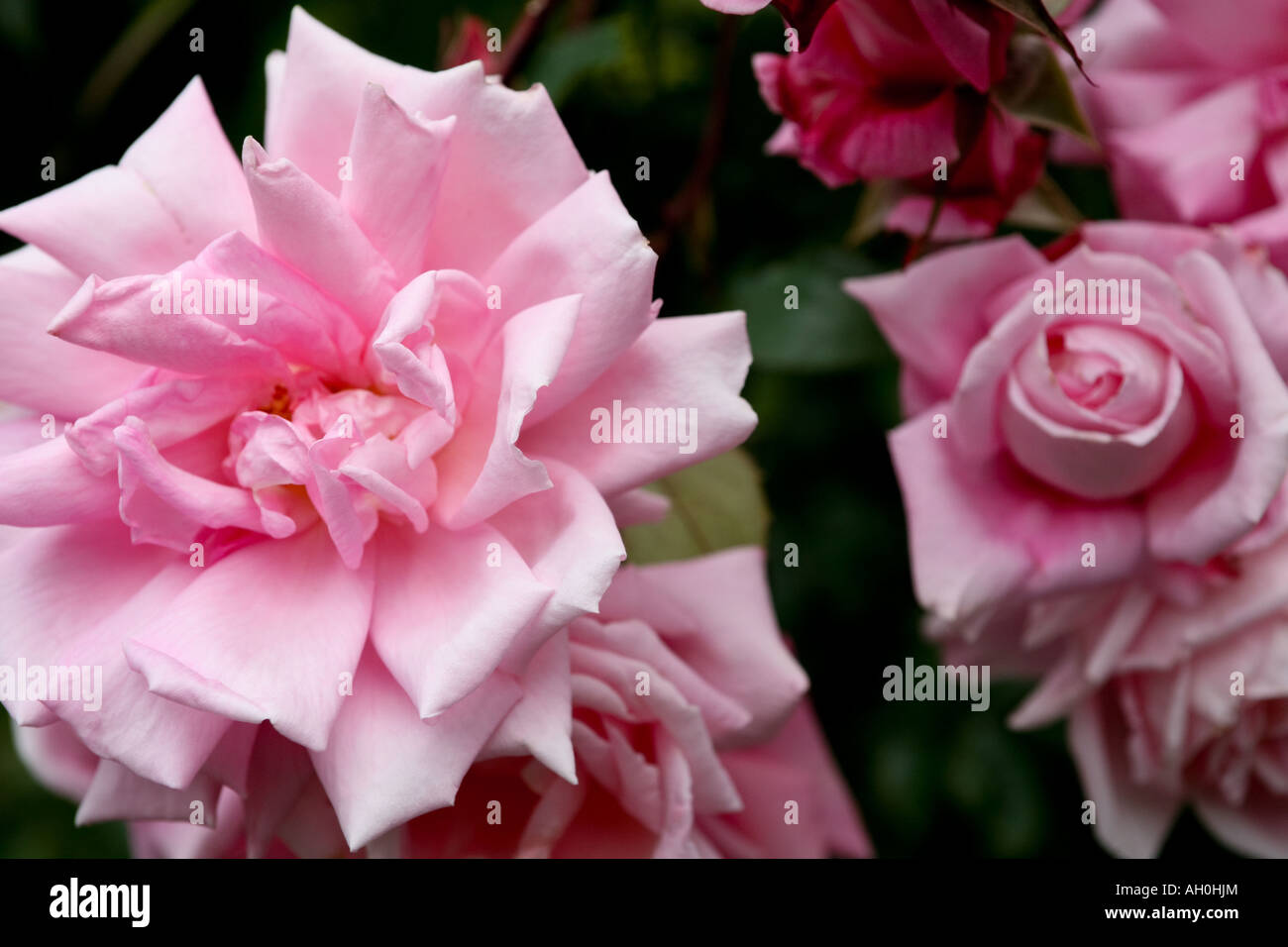Pink roses in the Botanic Gardens, Christchurch, New Zealand Stock ...
