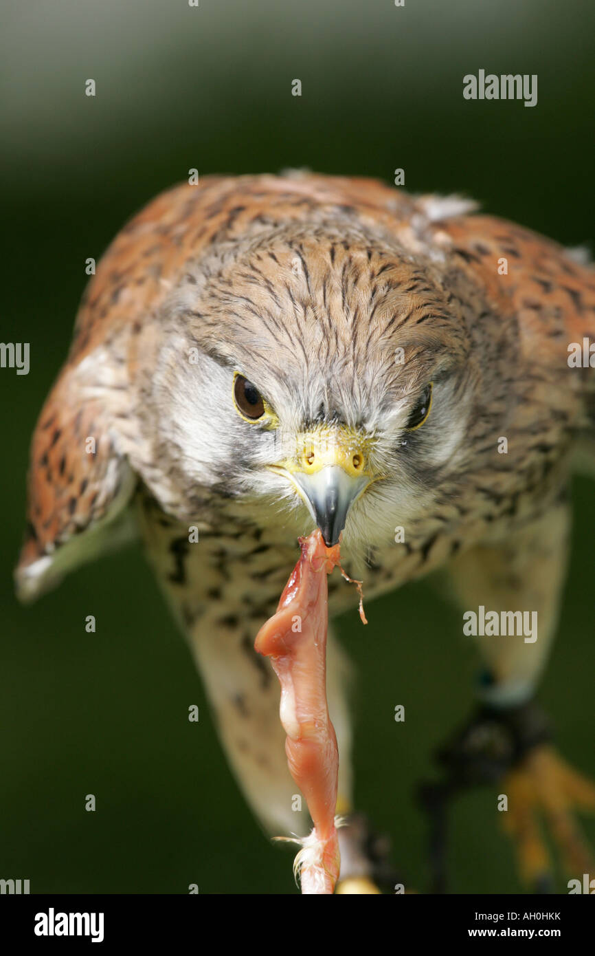 Front view of a Kestrel Stock Photo - Alamy