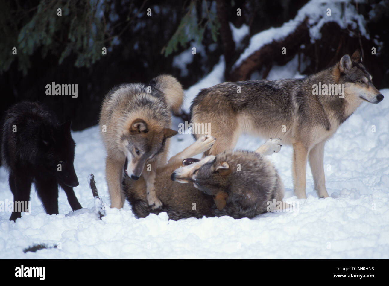 gray wolf Canis lupus pack playing in the foothills of the Takshanuk ...
