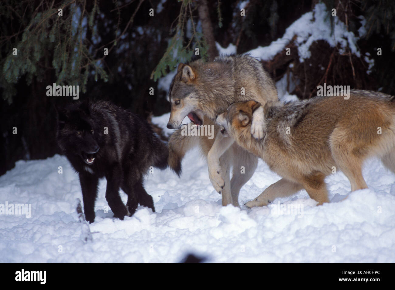 gray wolf Canis lupus pack playing in the foothills of the Takshanuk ...