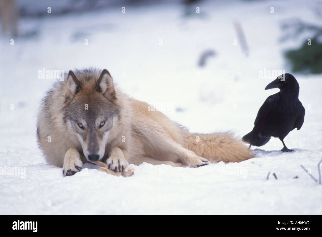 gray wolf Canis lupus feeding and common raven Corvus corax in the ...