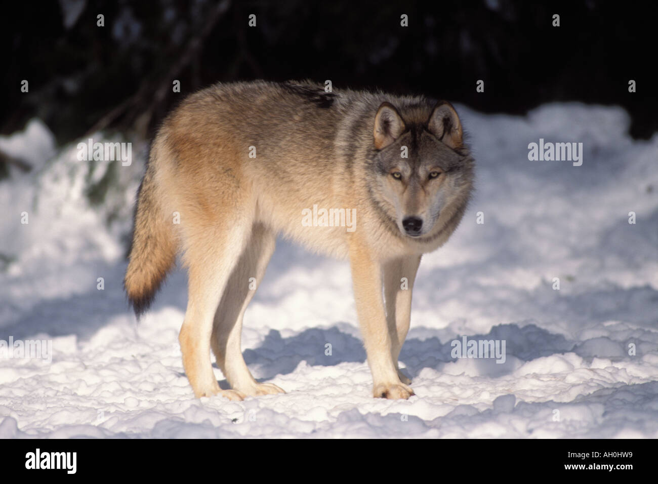 gray wolf Canis lupus in the foothills of the Takshanuk mountains ...