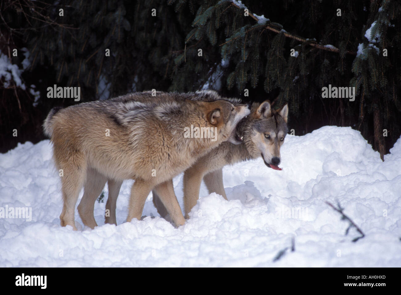 gray wolf Canis lupus pair playing in the foothills of the Takshanuk ...