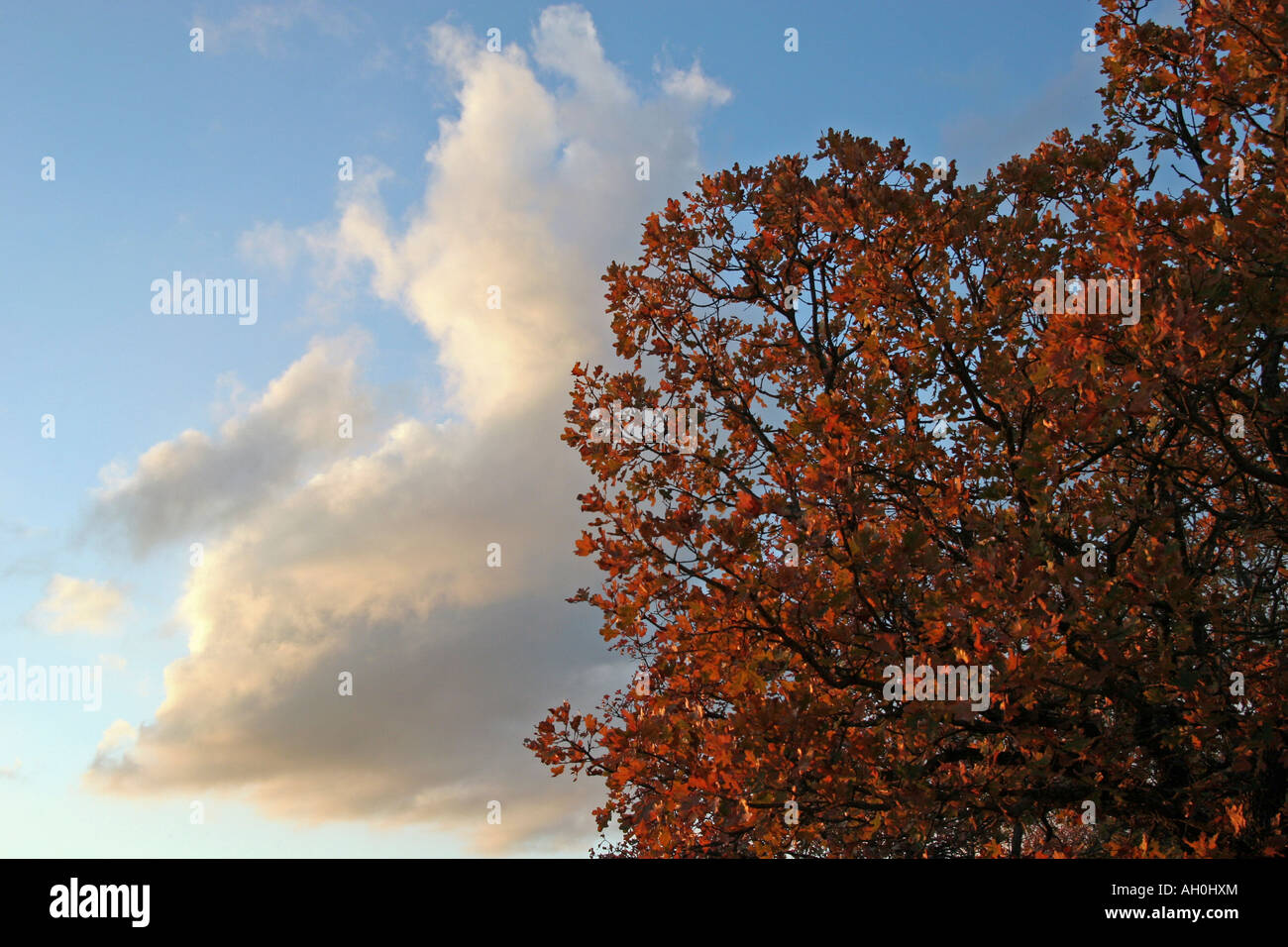 Fall color on trees in Texas Stock Photo - Alamy