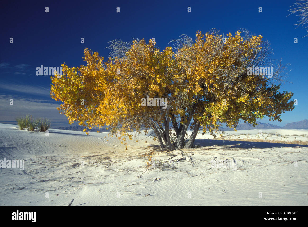 narrowleaf cottonwood Populus deltoides in fall colors in White Sands ...