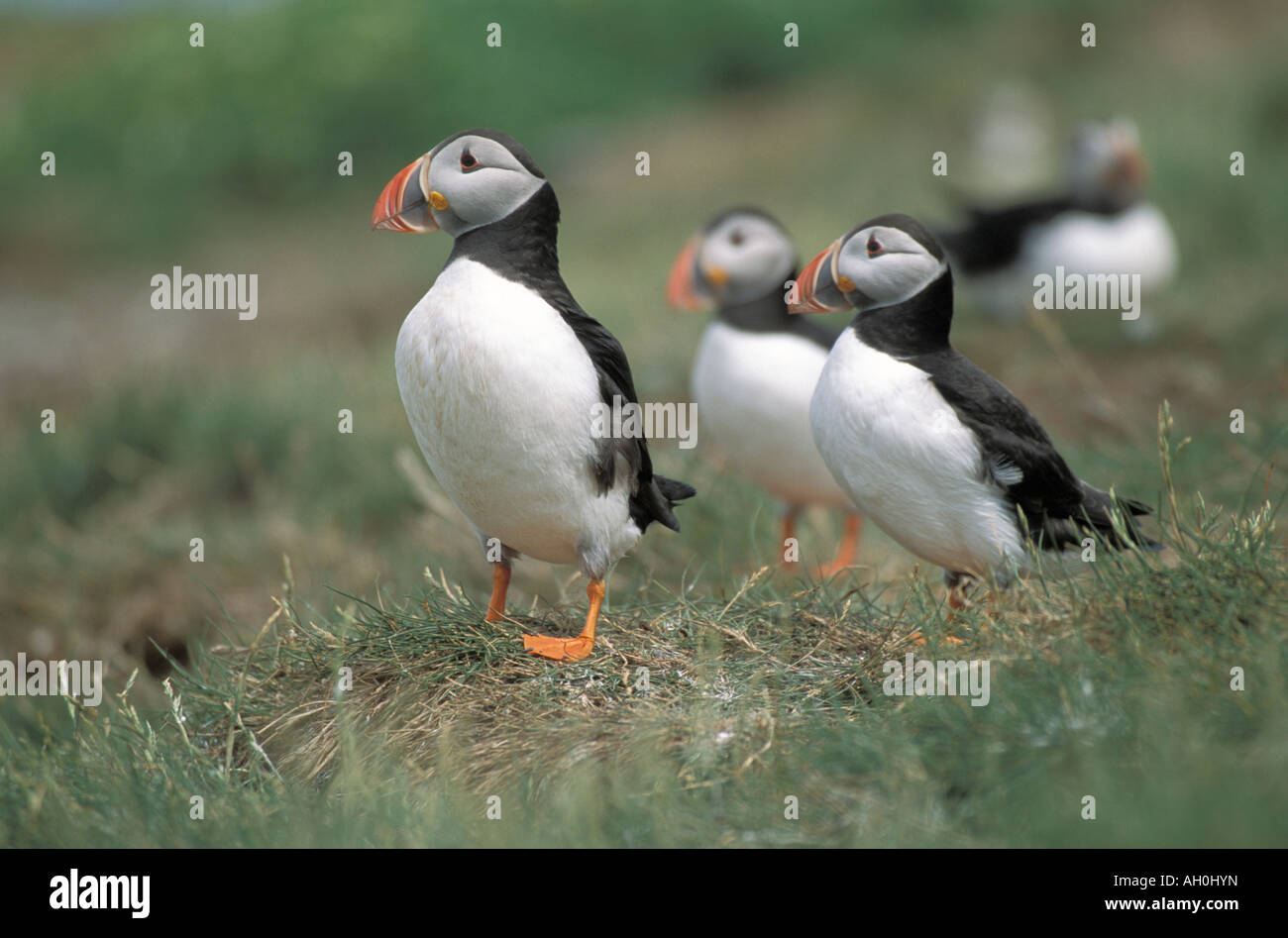 Group of three puffins hi-res stock photography and images - Alamy