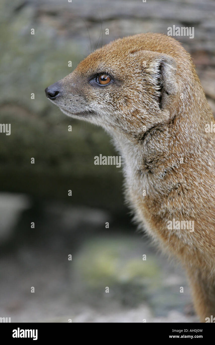 Side view of a Yellow Mongoose Stock Photo - Alamy