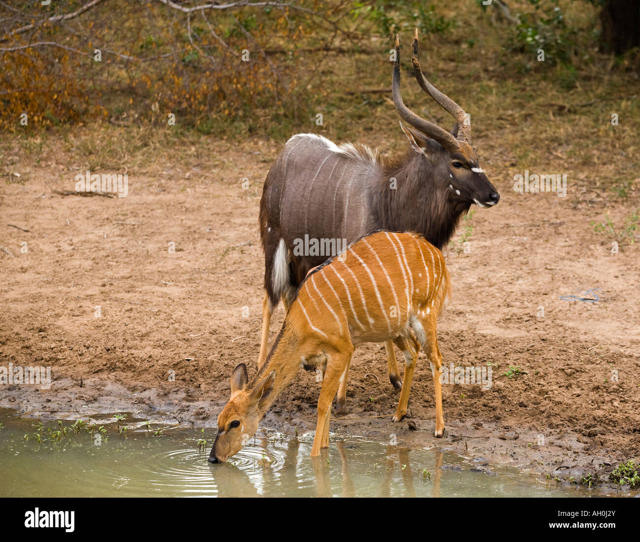 Nyala drinking waterhole in hi-res stock photography and images - Alamy