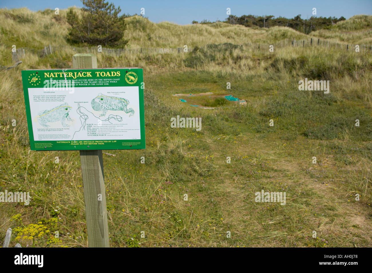 wet slack created for breeding Natterjack Toads Formby Merseyside Stock ...