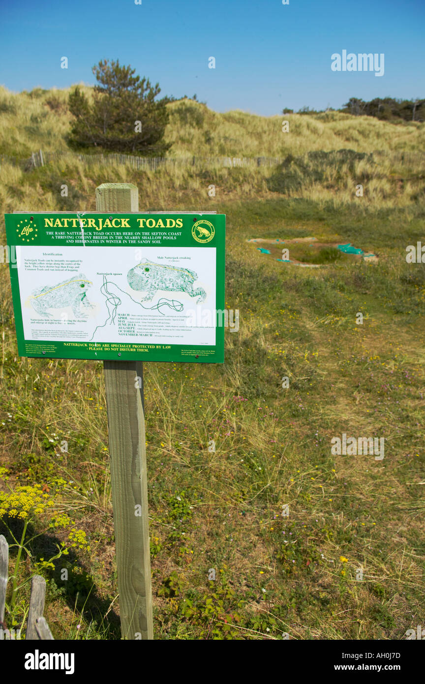 wet slack created for breeding Natterjack Toads Formby Merseyside Stock ...