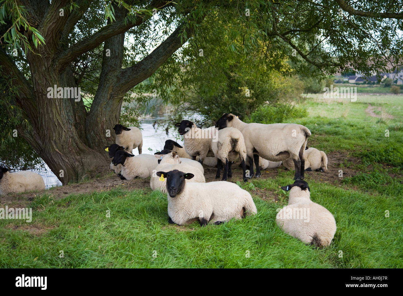 Sheep resting under a willow tree beside the River Windrush east of ...