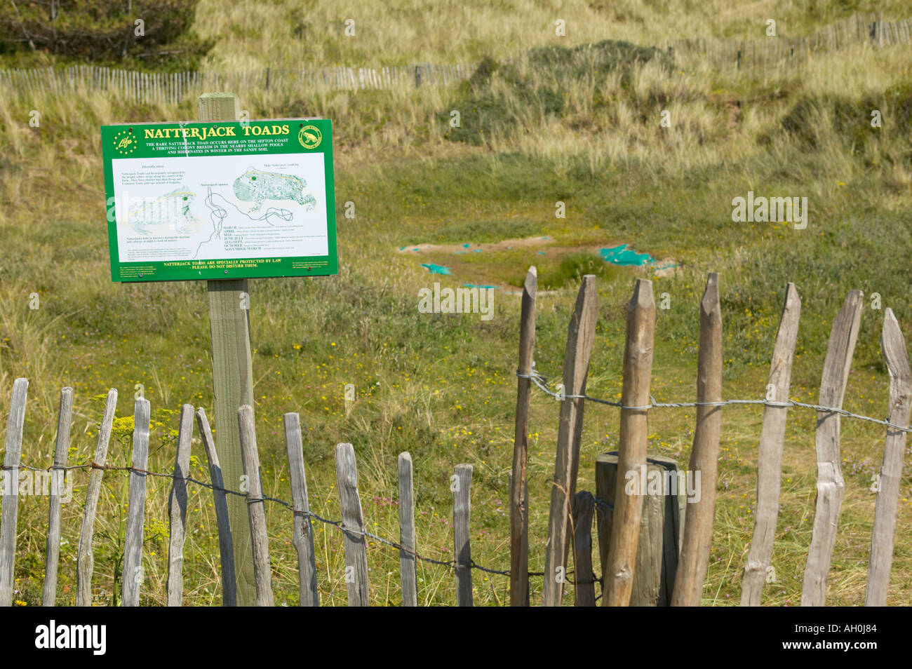 wet slack created for breeding Natterjack Toads Formby Merseyside Stock ...