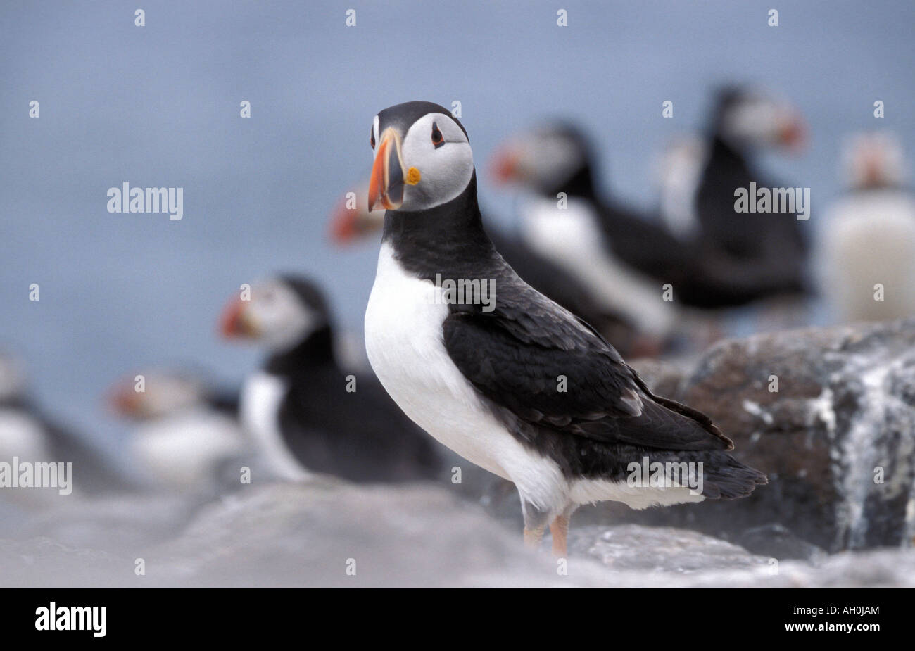 Puffin Fratercula arctica standing on rock. UK Stock Photo - Alamy