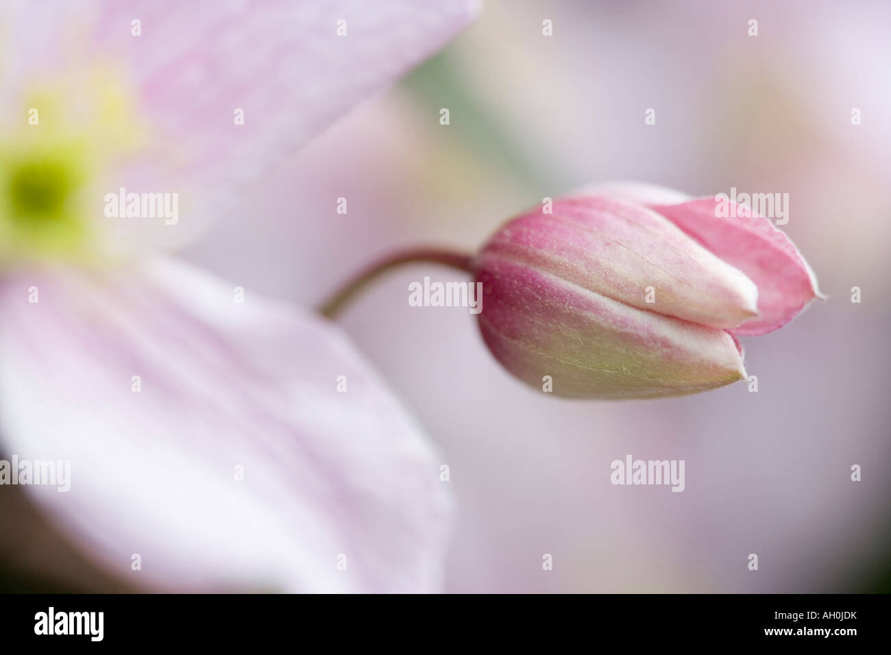 Close up of Pink Clematis Montana Flower and Bud Stock Photo - Alamy