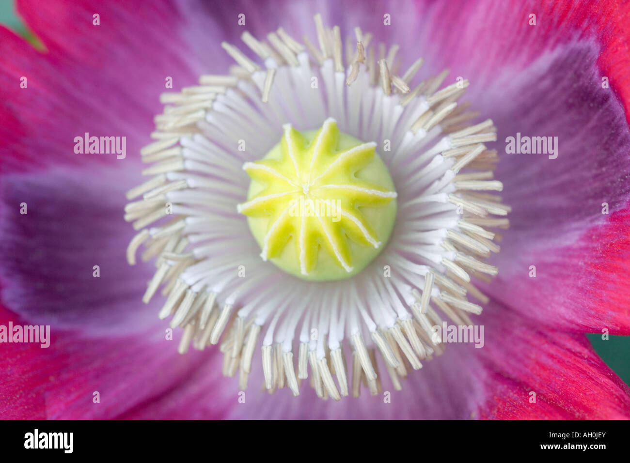 Close up detail of Opium Poppy Flower "papaver somniferum Stock Photo ...