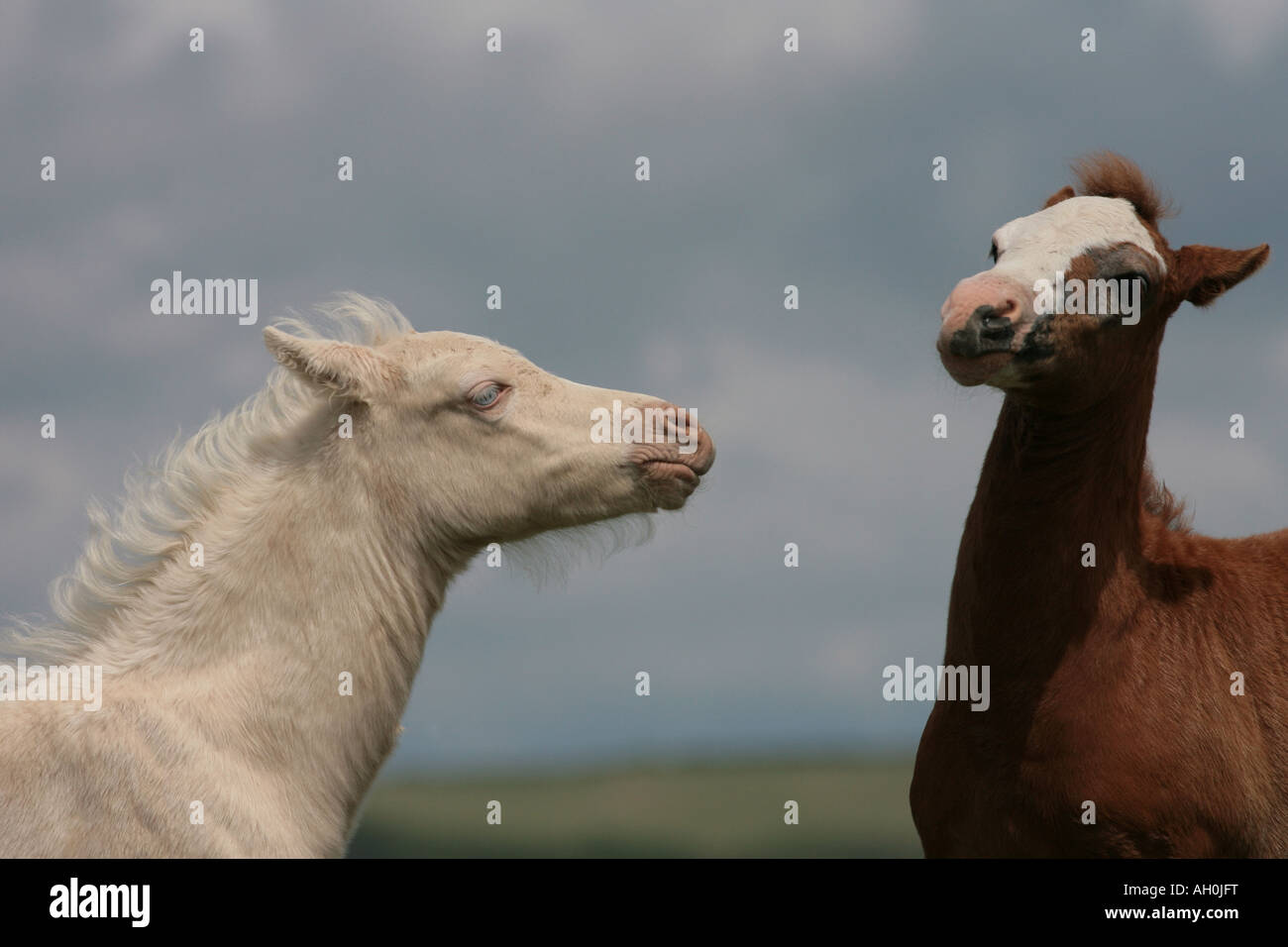 Two foals playing Stock Photo - Alamy