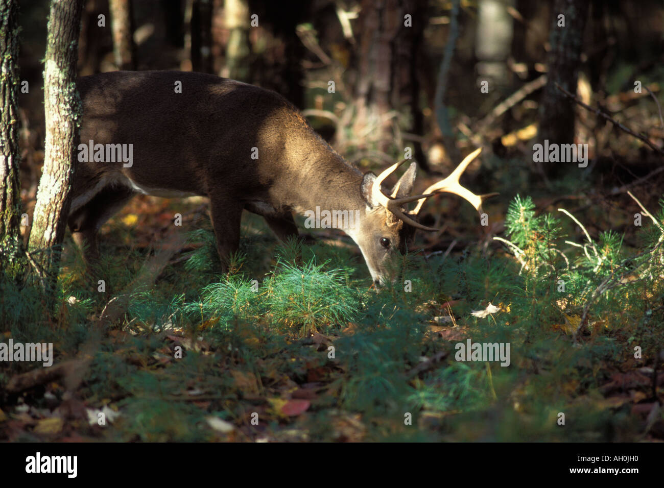 white tail deer Odocoileus virginianus buck in Smokey Mountain National ...