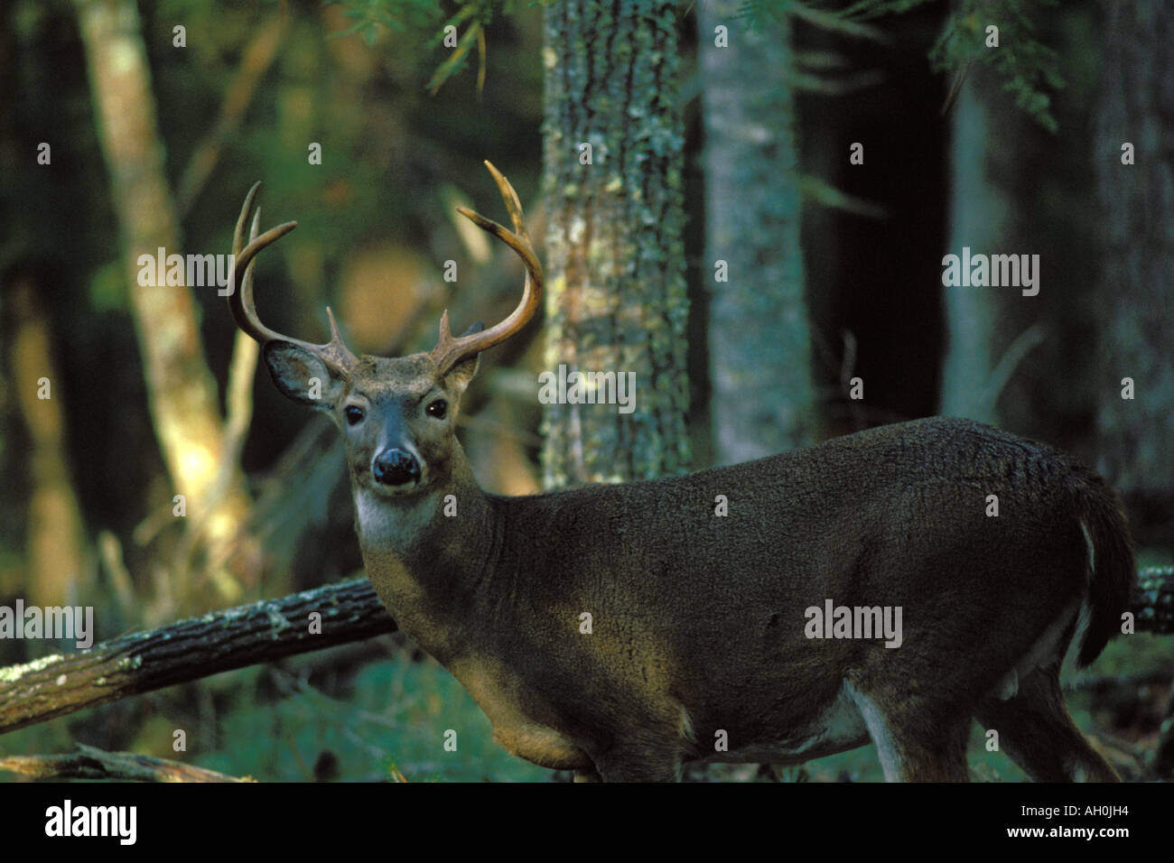 white tail deer Odocoileus virginianus buck in Smokey Mountain National ...