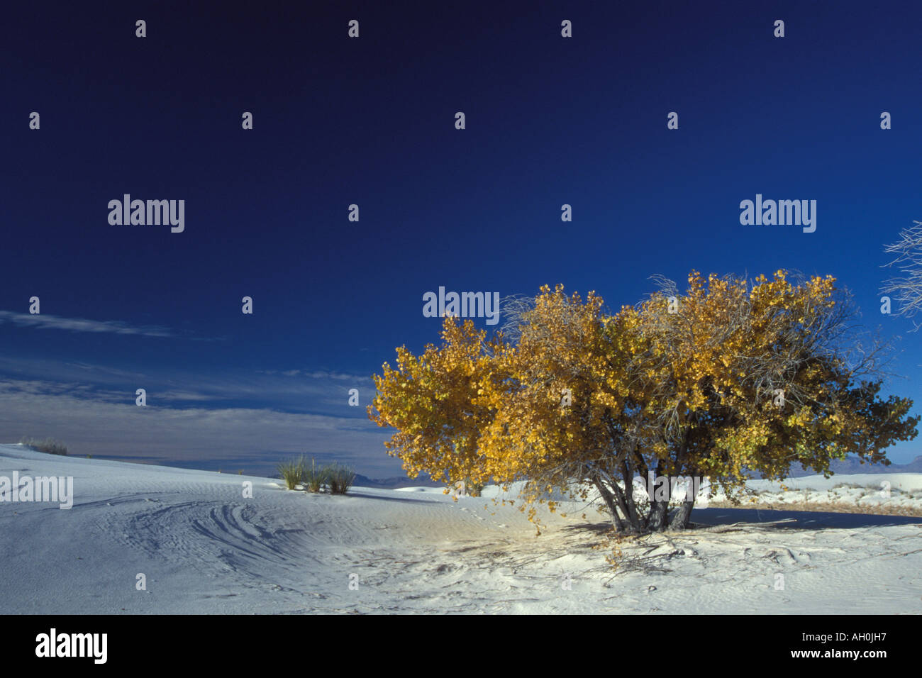 narrowleaf cottonwood Populus deltoides trees in fall colors in White ...